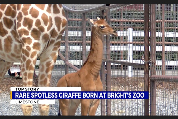 Rare Spotless Giraffe Born at a Tennessee Zoo
