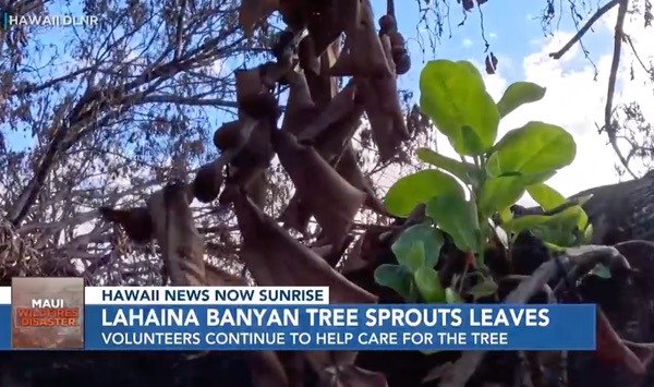 Maui's Hope Rising from the Ashes: Lahaina's Beloved Banyan Tree ...