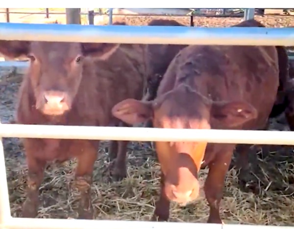 Prophetic Anticipation Builds: Unblemished Red Heifers for Temple ...