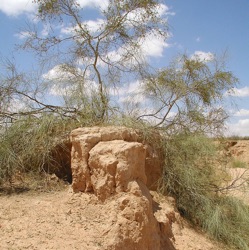 Give Him 15 August 9: Tamarisk Evergreens, the Manna Tree