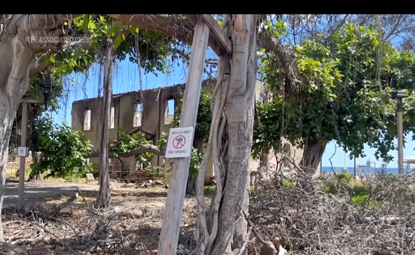 Lahaina's 151-Year-Old Banyan Tree Coming Back to Life after Maui's ...