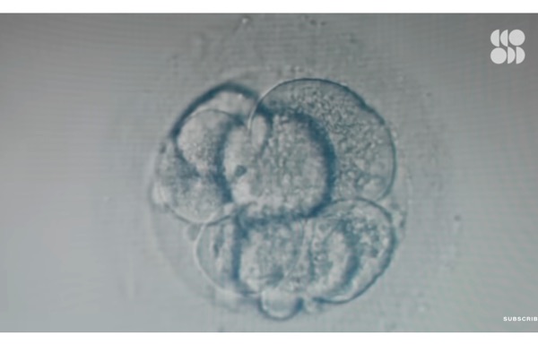 Alabama Supreme Court Rules Embryos Created Via IVF Are Human Children