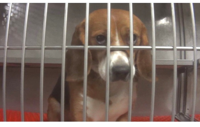 President Trump's EPA Recommits to Ending Cruel Animal Testing ...